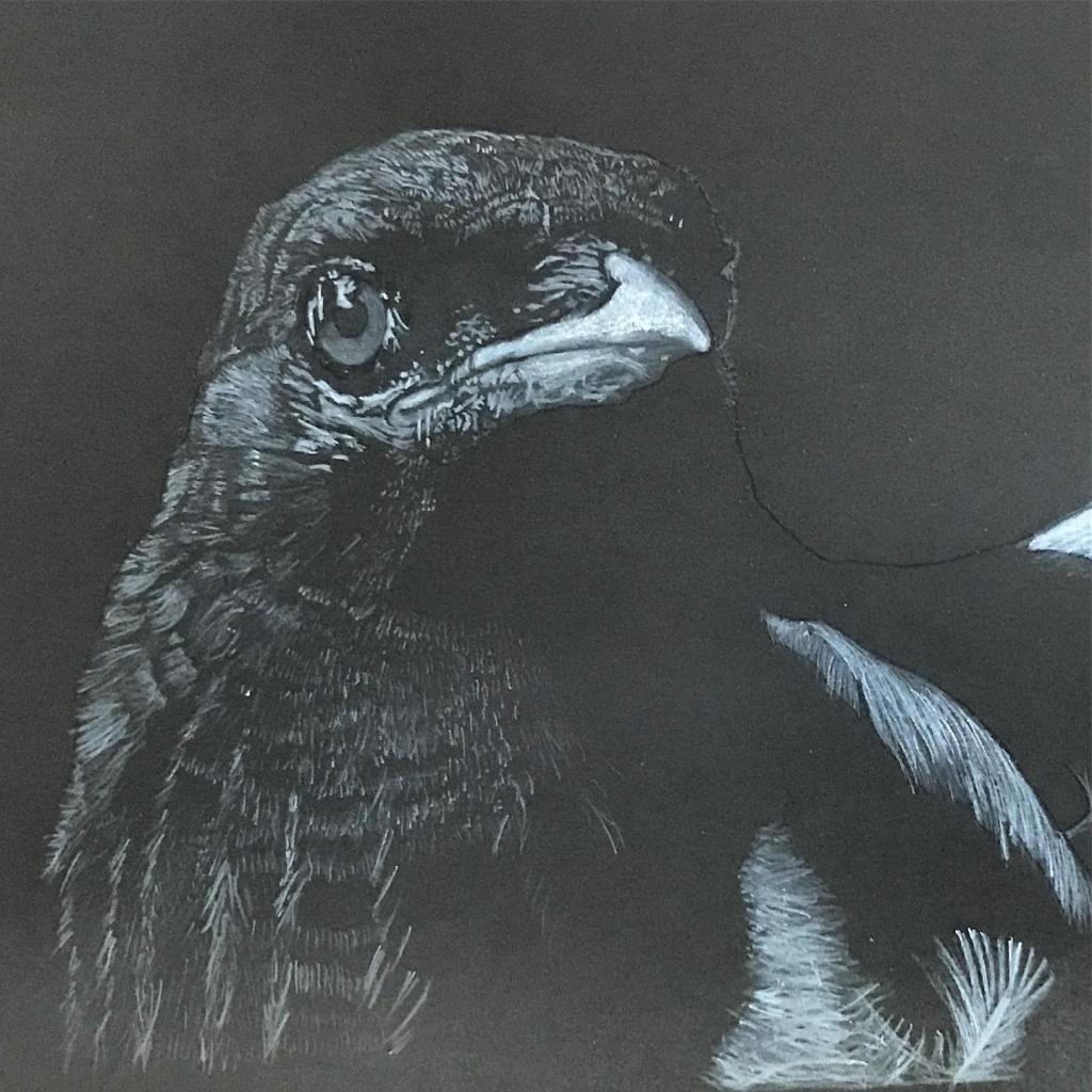 New Zealand Birds – James S Watson